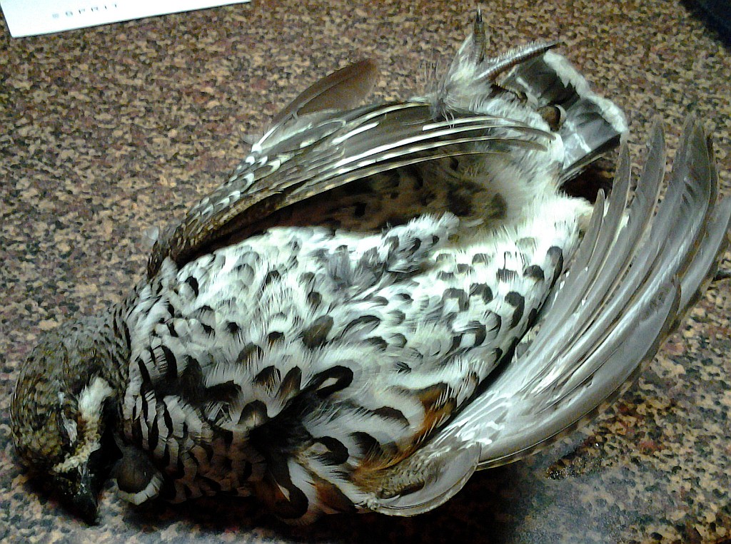 pärinäpojan jorinoita: parempi pyy pivossa...