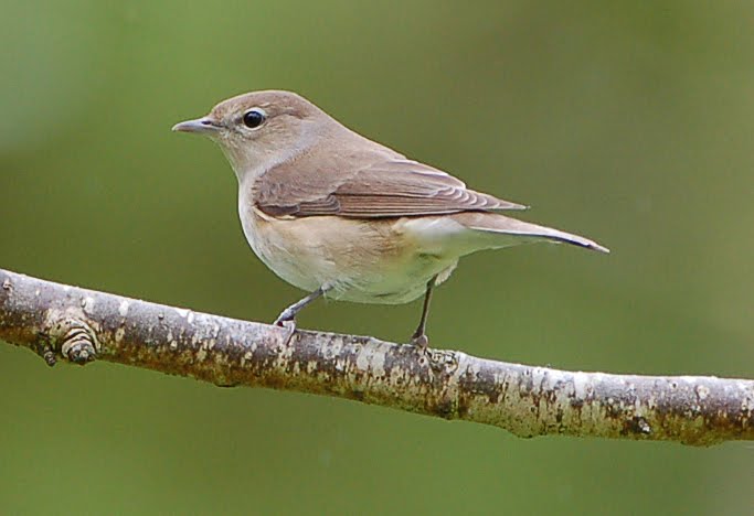 Garden warbler - Alchetron, The Free Social Encyclopedia