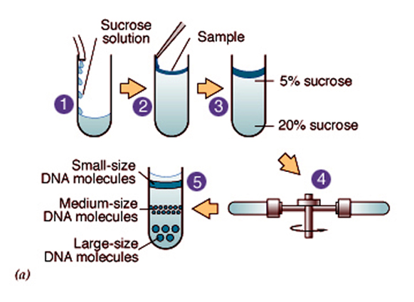 Knowledge Class: The Cell