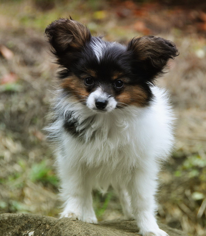 Road's End Papillons : 12 Weeks old Papillon Sibblings