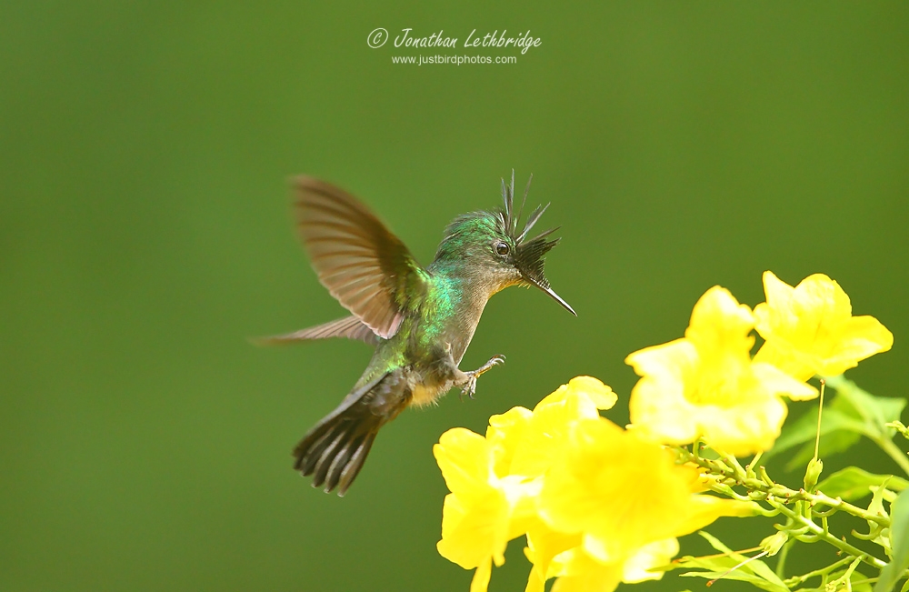 Wanstead Birder: St Lucia Hummingbirds