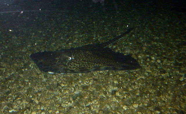 Artes de Pesca: VAMOS A PESCAR EL GENERO RAJA