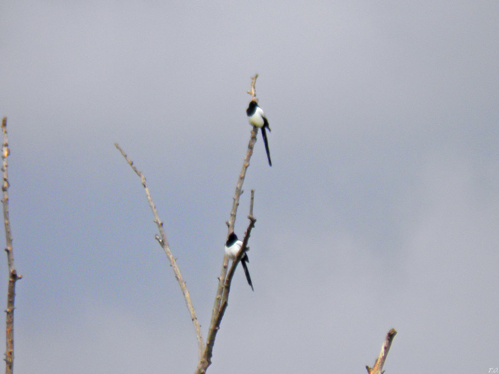 PASARI DIN ROMANIA: COTOFANA, Pica pica