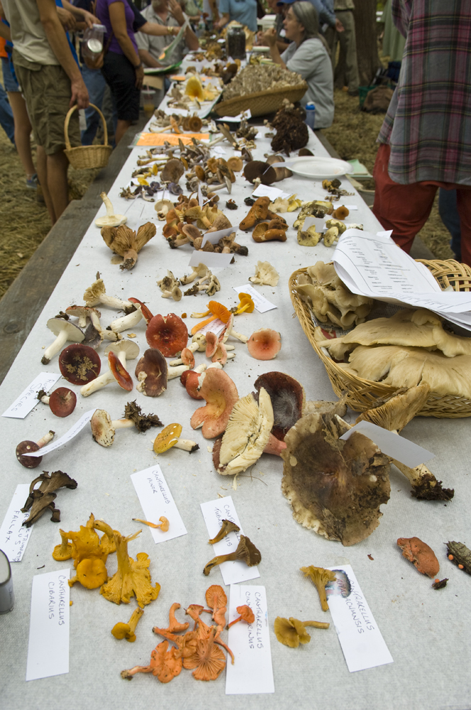 The 3 Foragers: Foraging for Wild, Natural, Organic Food: Why We Joined ...