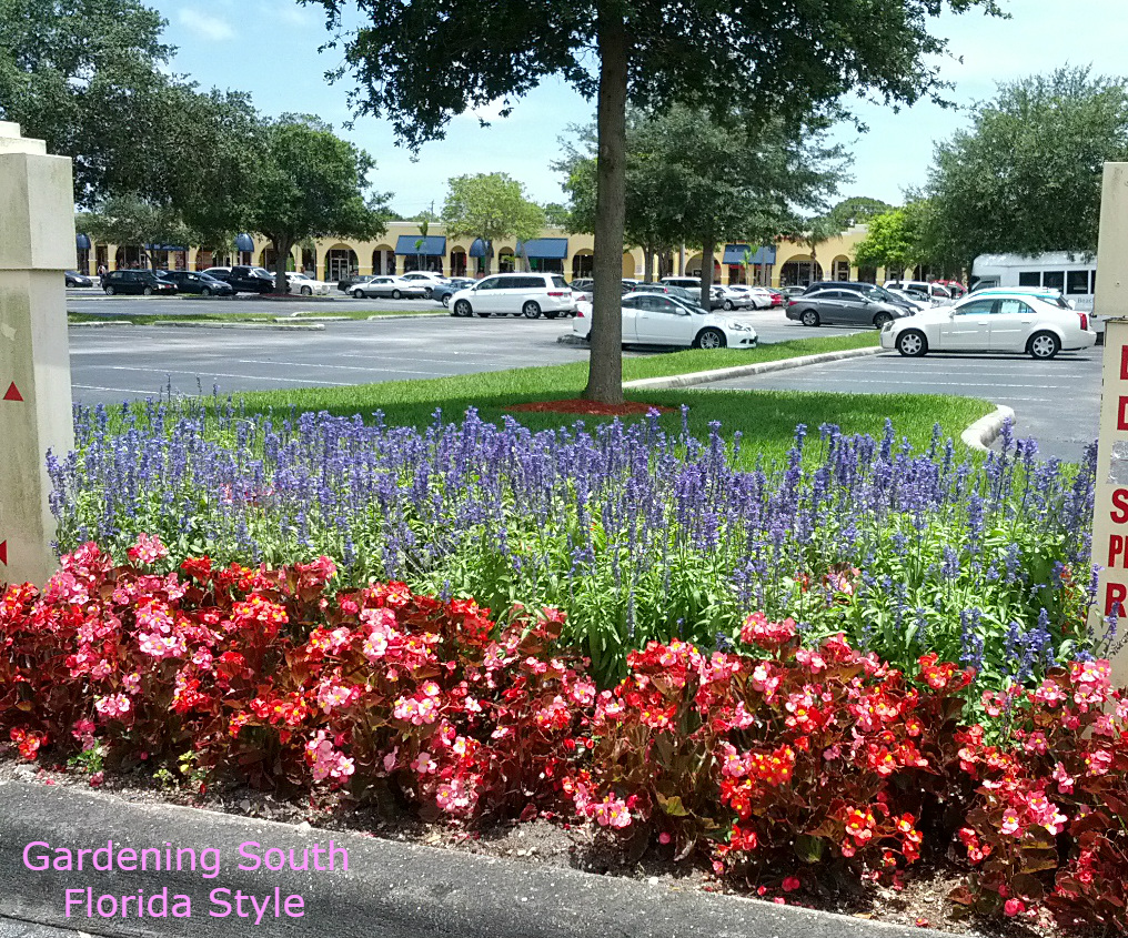 Gardening South Florida Style: Ground Covers South Florida Style v.III