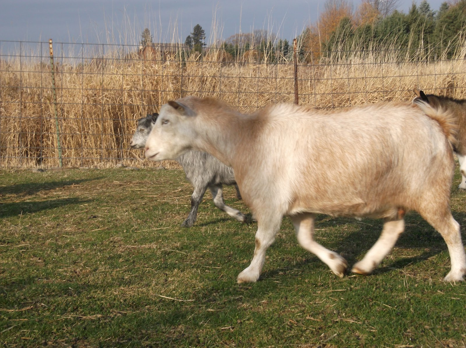 Tye Dye Acres: Fainting Goat Colors and Patterns!