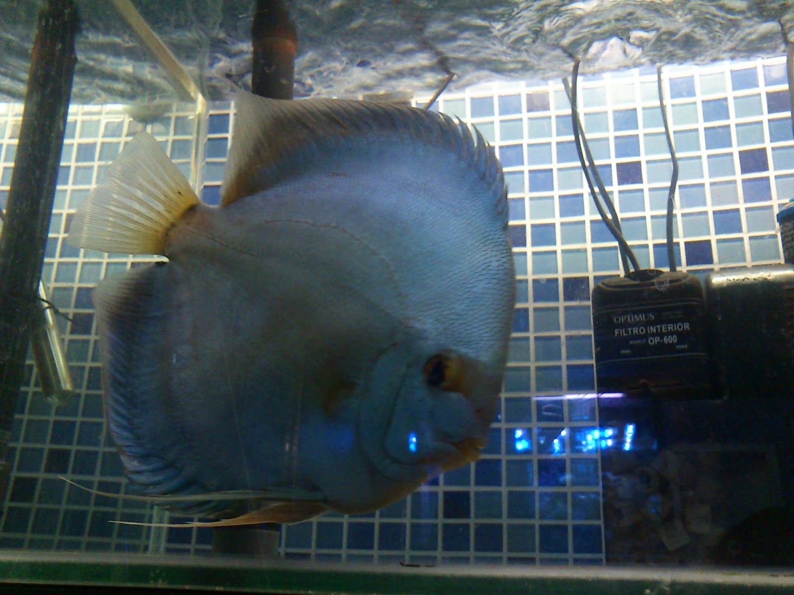 Discus Vigo: 1º Iberian Discus Show peces a concurso Ip Discus España ...