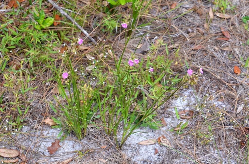 Space Coast Wildflowers: March 2014
