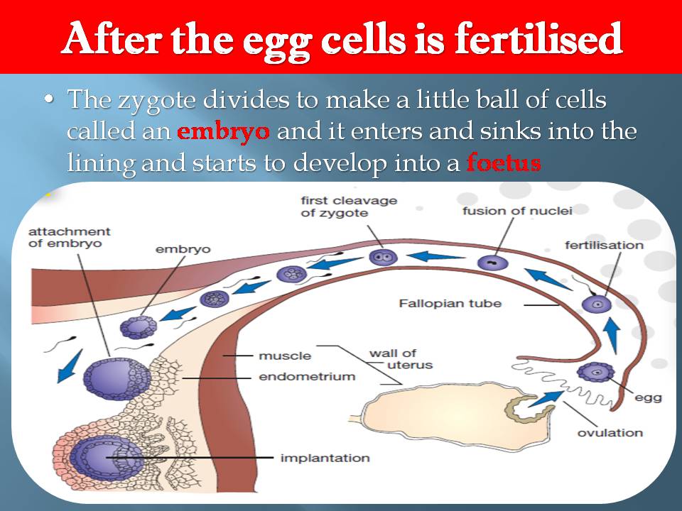 Science8: Semester 1, Chapter 5 - Reproduction and Development