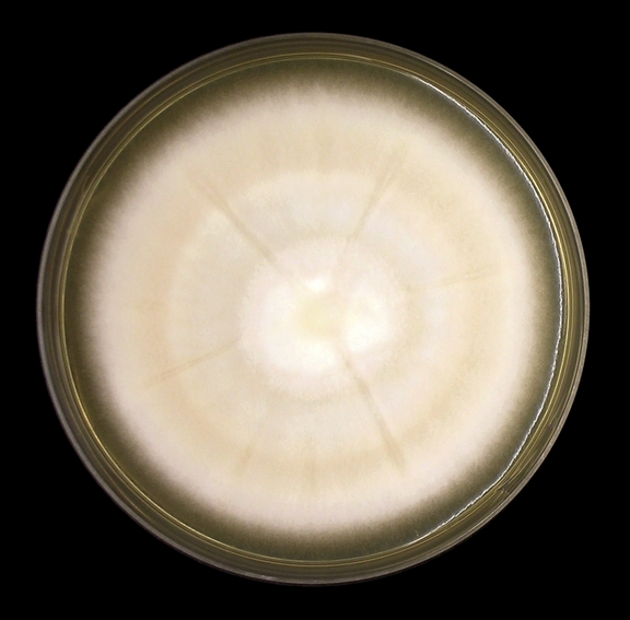 Fun With Microbiology (What's Buggin' You?): Microsporum audouinii