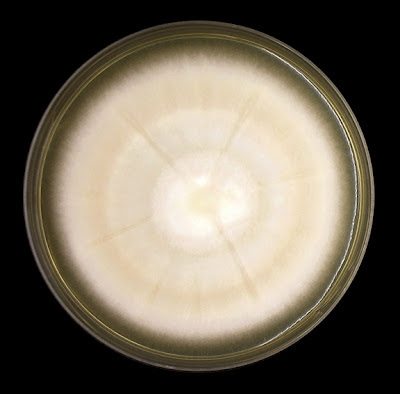 Fun With Microbiology (What's Buggin' You?): Microsporum audouinii