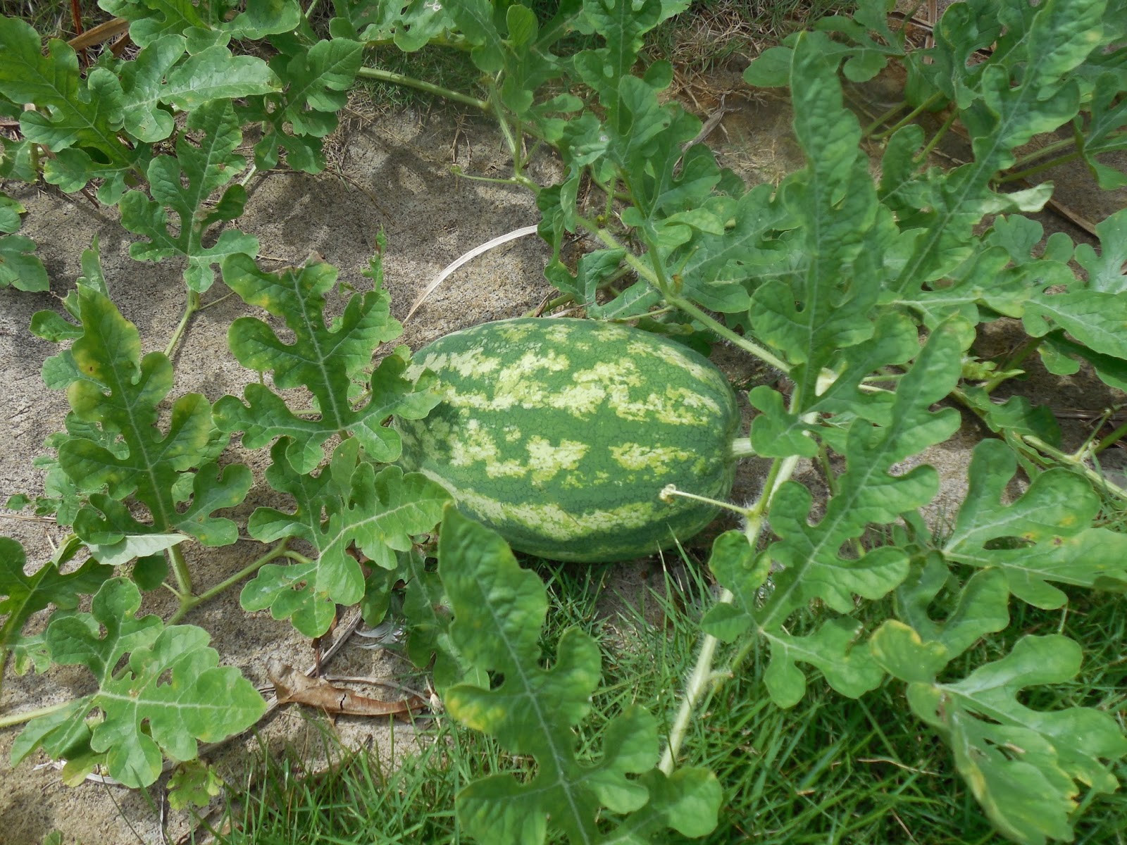 Flora de Puerto Rico Ilustrada Papo Vives: CUCURBITACEAE-CITRULLUS ...