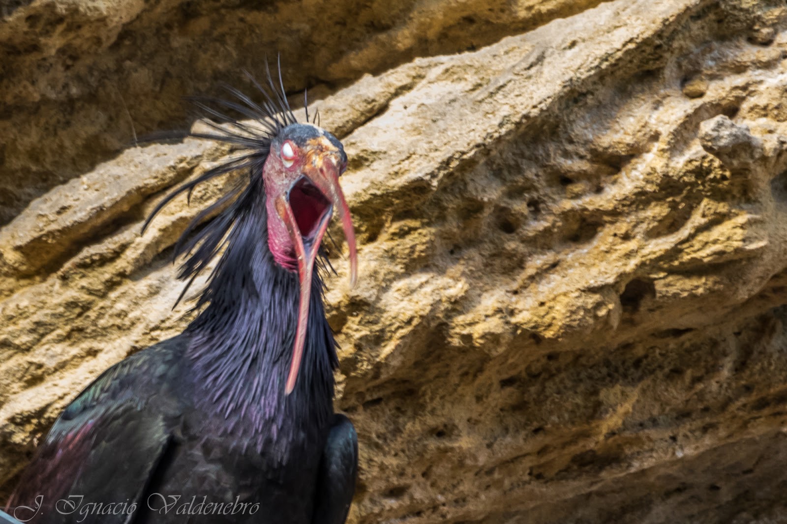 DocNatureBlog: El ave más fea de España. Ibis eremita (Geronticus eremita)