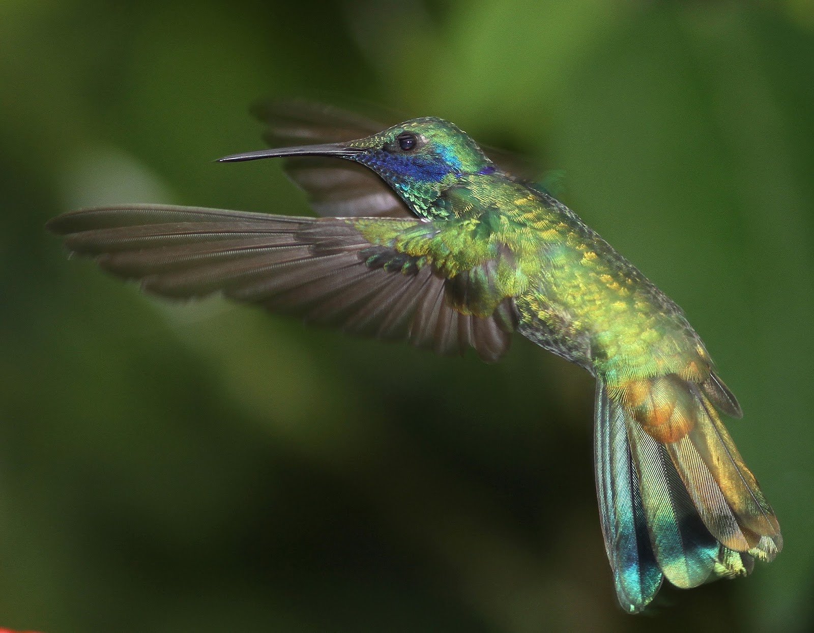 purpura: ANATOMÍA DEL COLIBRÍ (NELSON)