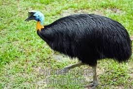 Kasuari Kerdil Khas (papua Indonesia) ~ hewan-hewan