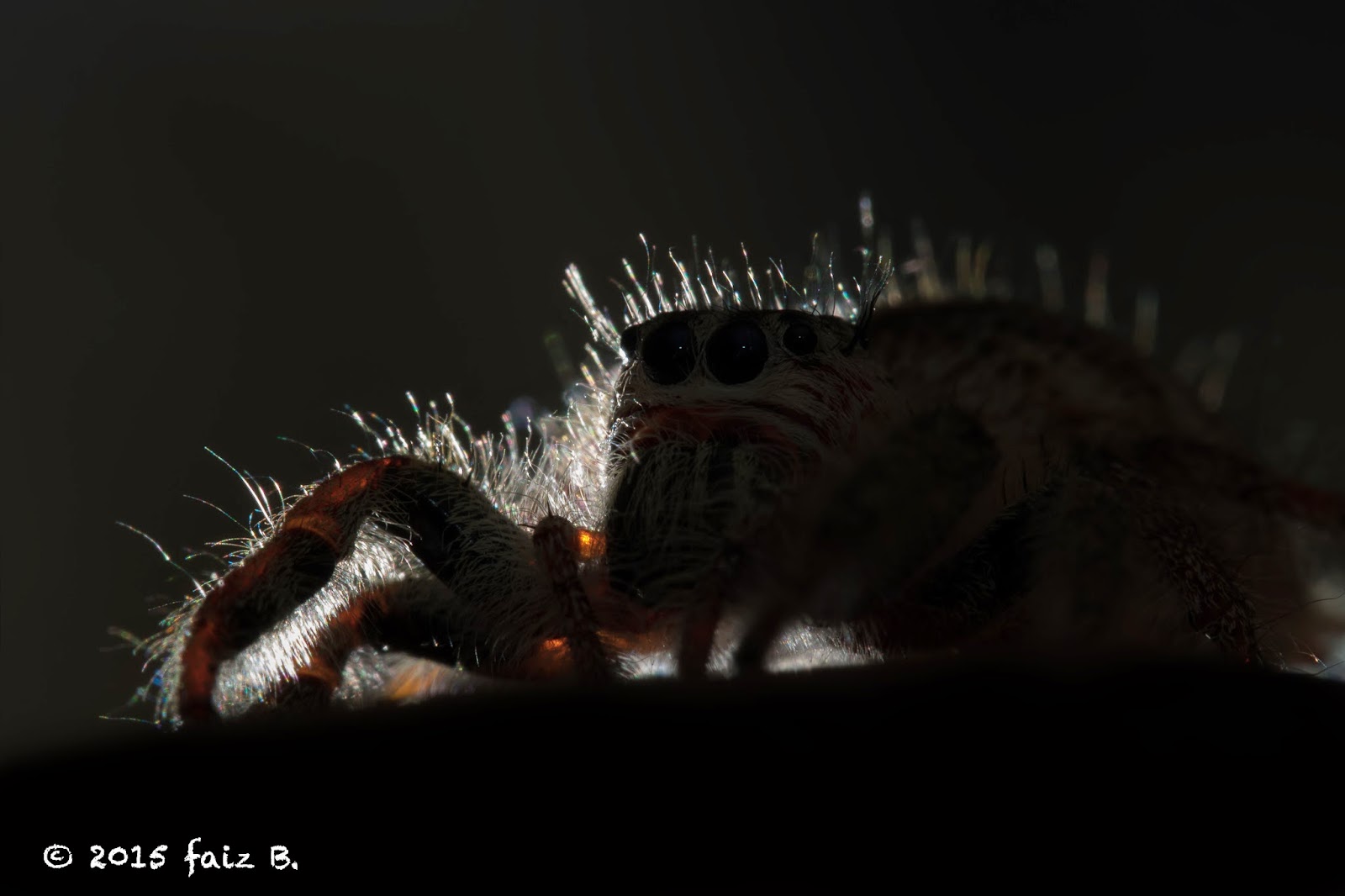 Mirrorless Macro Photography: Backlighting Macro - All you need to know.