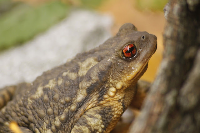 El Sapo Común Ibérico