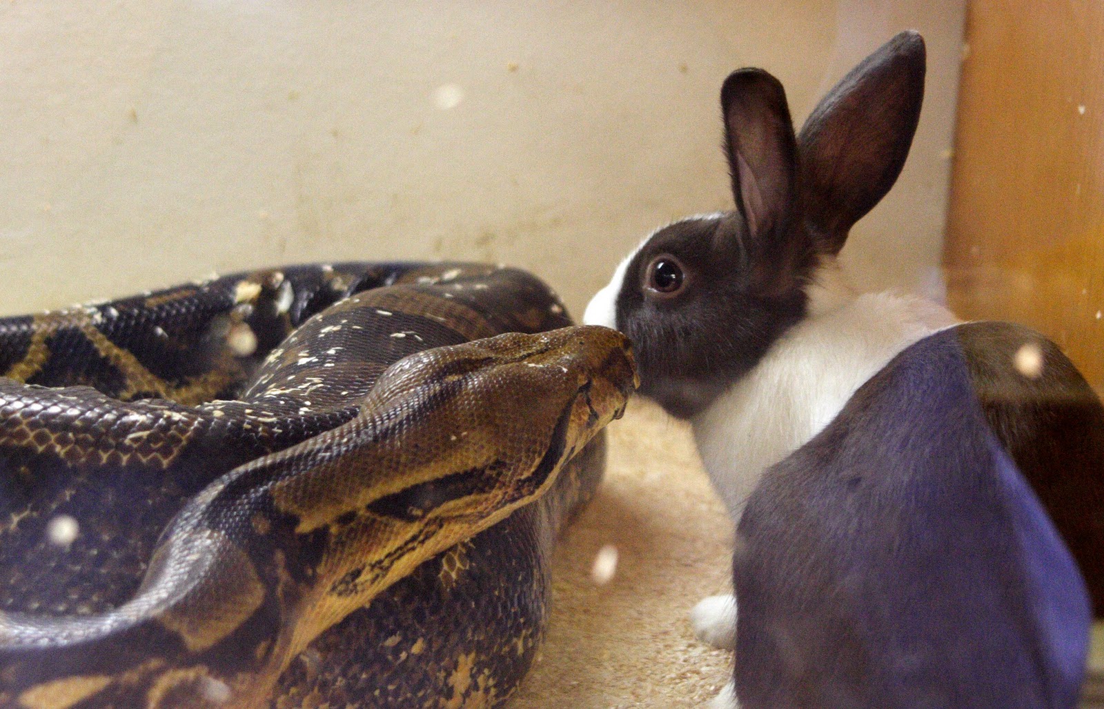 artbeco: Lessons from big snakes and little bunnies