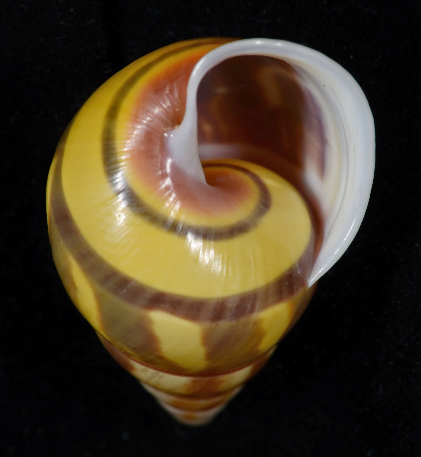 Dr. Lee's Gallery Museum: Amphidromus quadrasi f. dubius 29.47mm