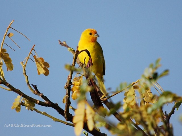 B N Sullivan Photography: I'm not a canary, I'm a Saffron Finch