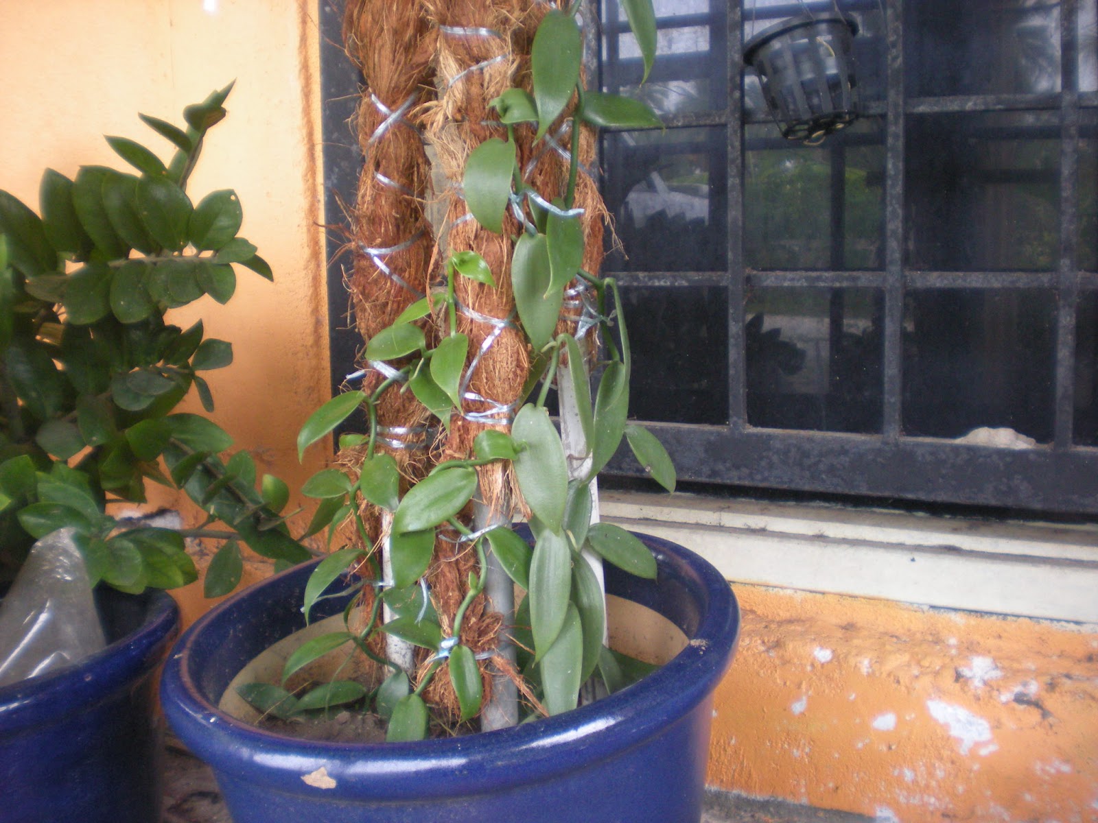 My Experimental Garden: Vanilla, Root and salad