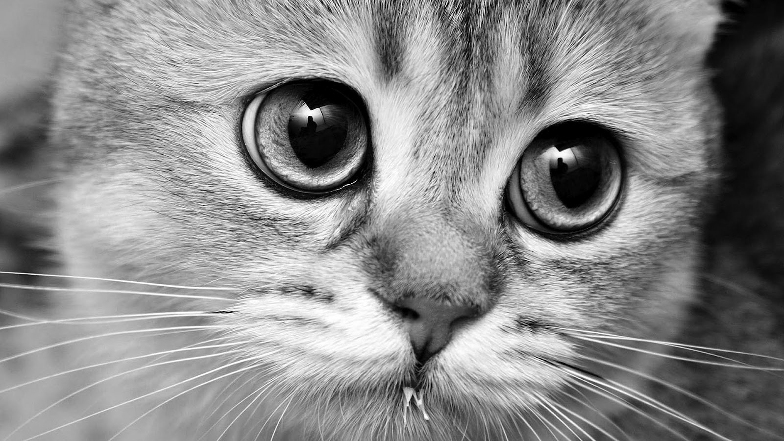 Zwart Witte Wallpapers