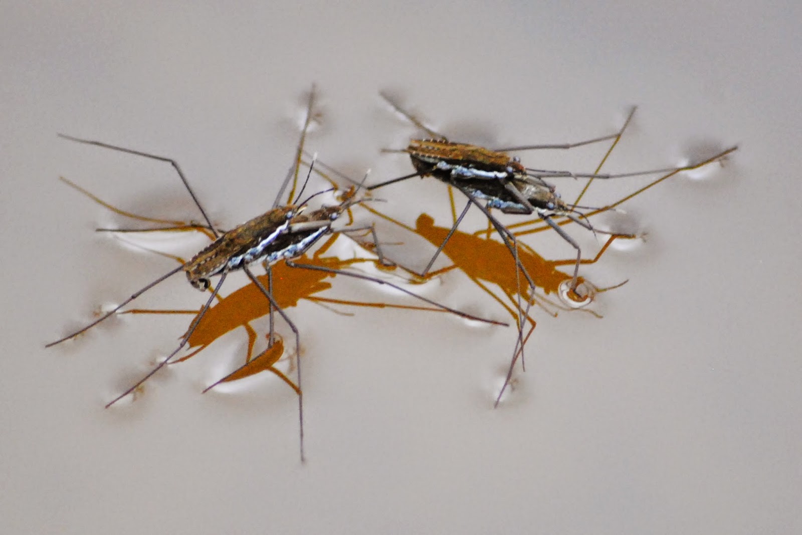 Field Notes and Photos: Water Striders