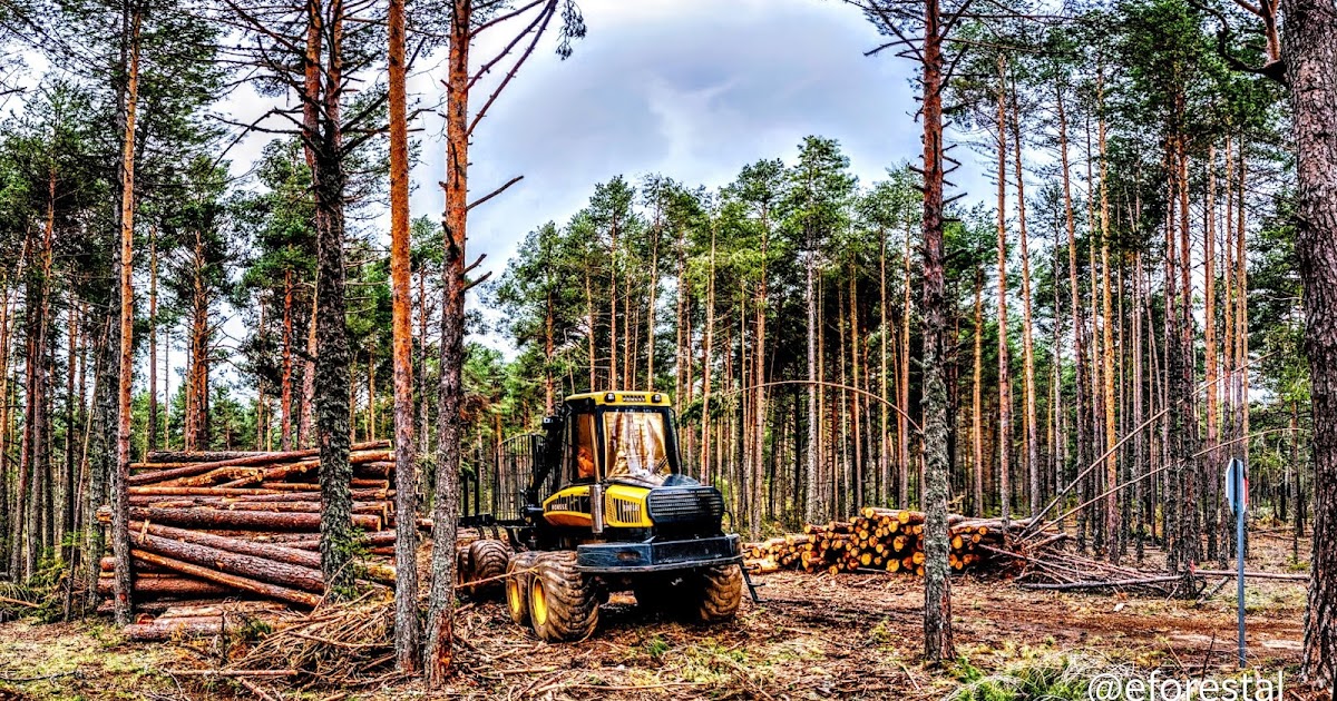 Educación Forestal: Prácticas recomendadas por razones de seguridad en ...