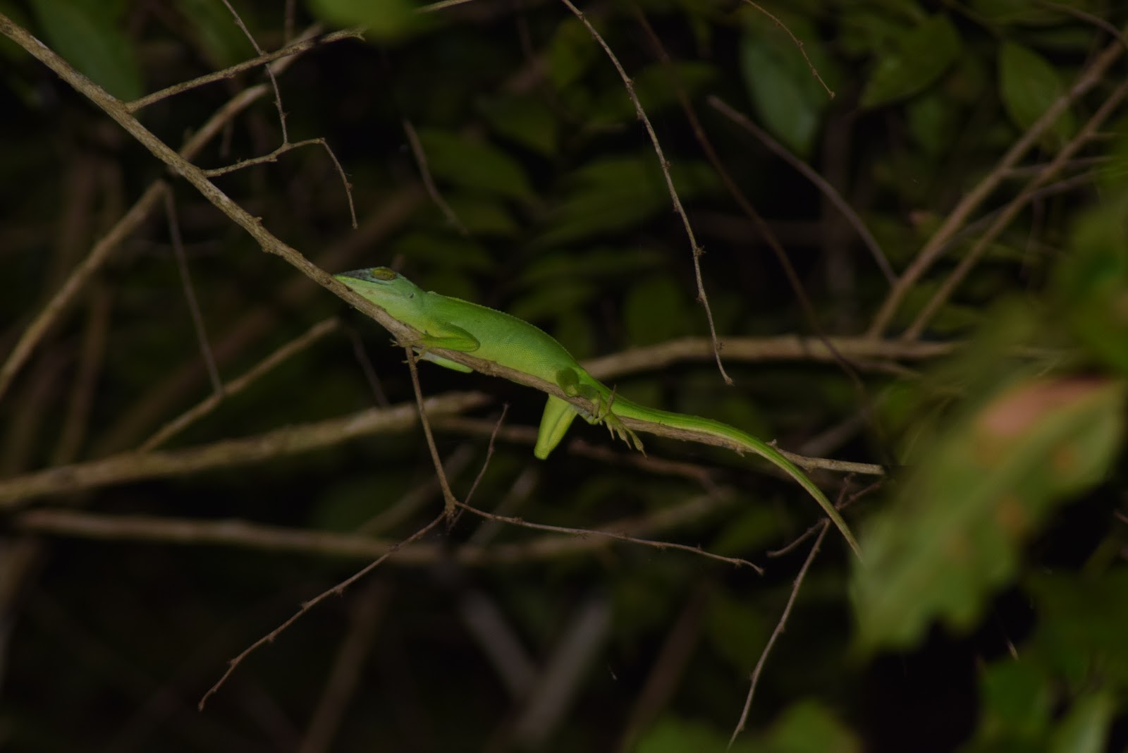 WildImpact: Puerto Rico Bat Cave