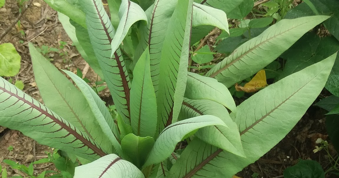 O Paranazão: Conheça o almeirão roxo (Lactuca canadensis)