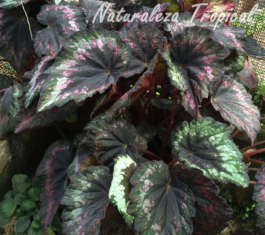 Galería fotográfica de begonias ornamentales | Plantas