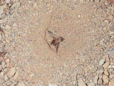 BunyipCo: November 2012