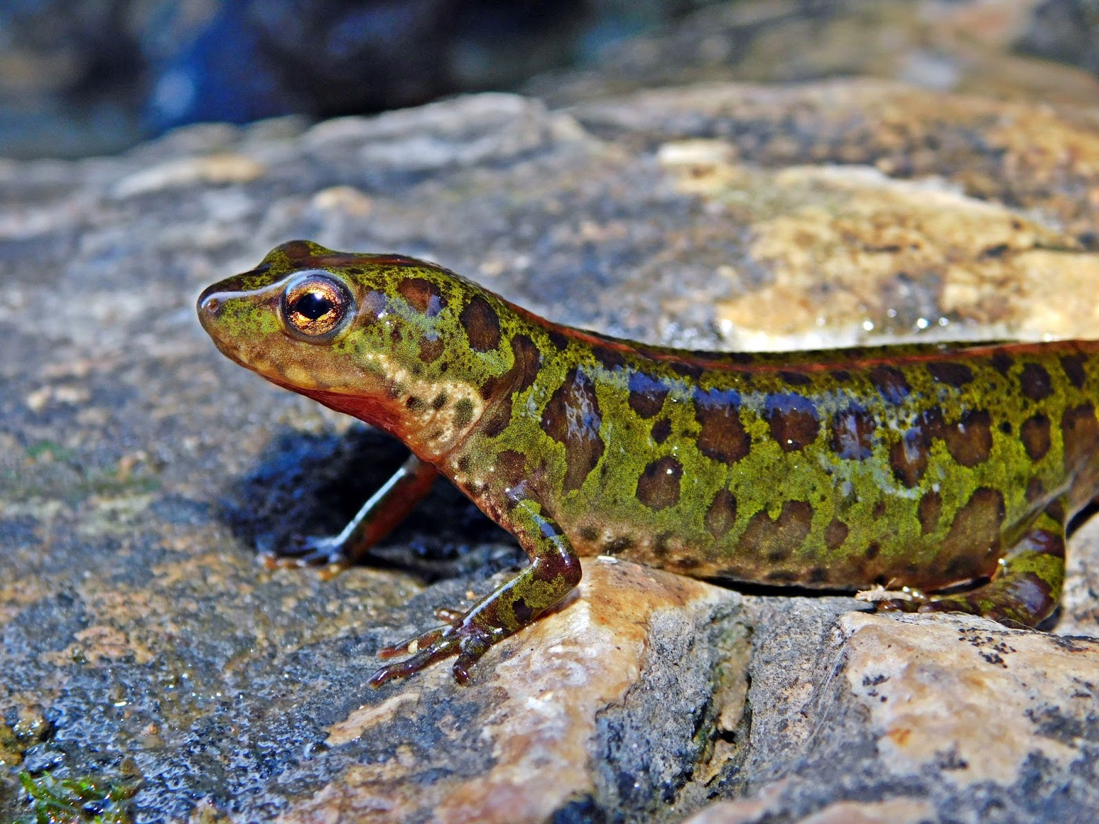Sargantanes i Dragons: Triturus pygmaeus - Tritó pigmeu