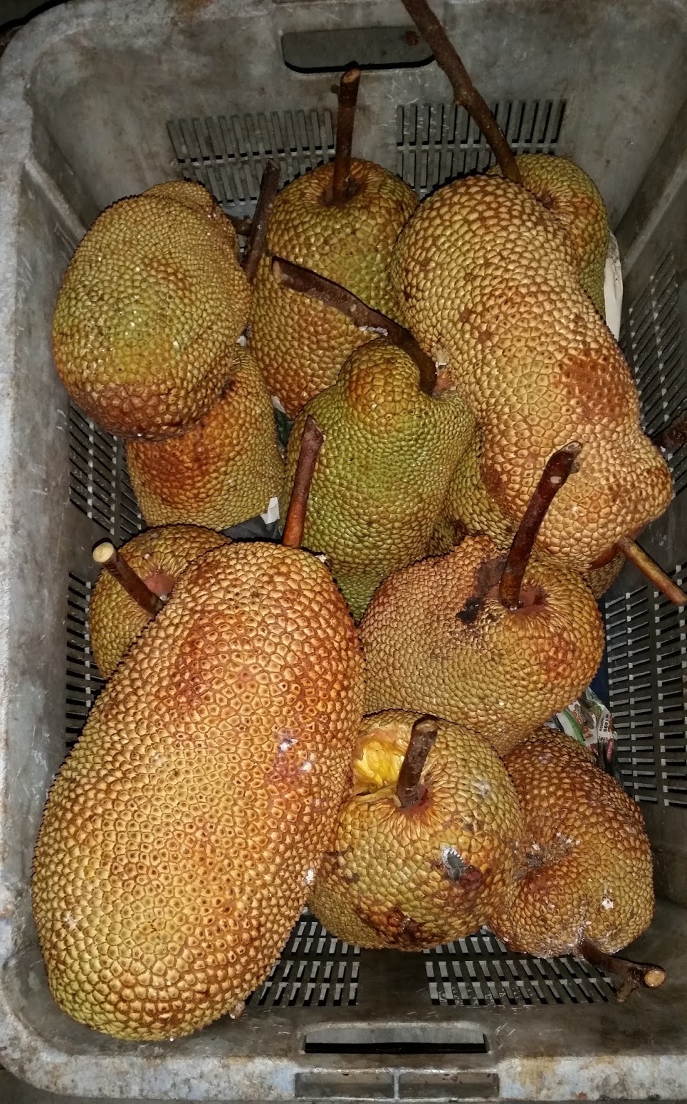 Warisan Petani: Buah Cempedak