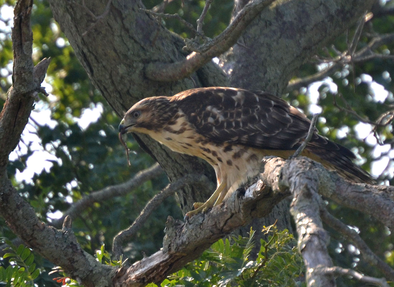 Woods Walks and Wildlife: Hawk and Snake