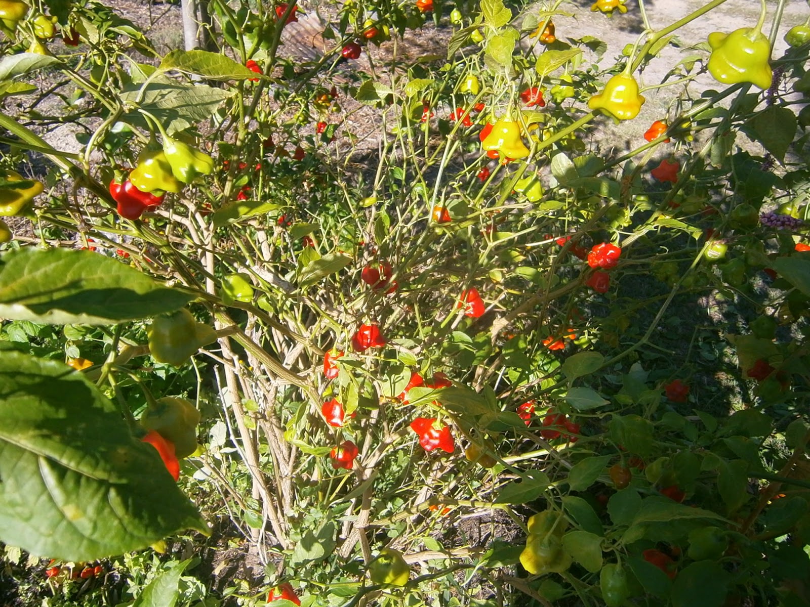 Sprouts: Australian Garden- Bell Chilli Bush