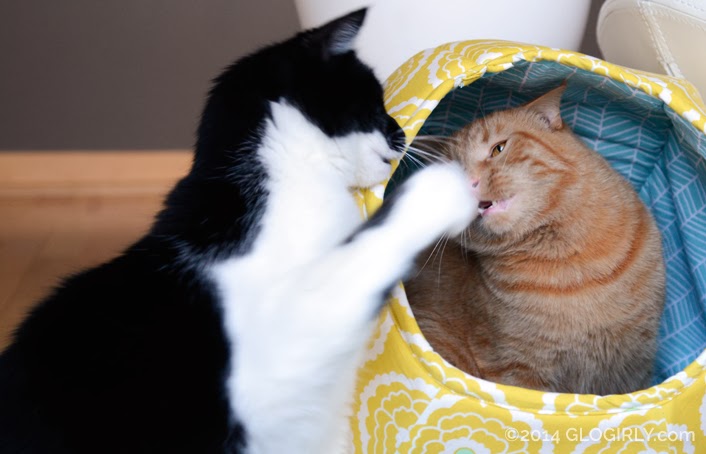 GLOGIRLY: Invisible Cats: Reality or Myth?