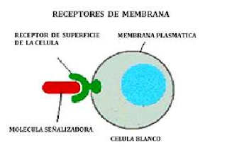 AYUDA PARA EL ESTUDIANTE: TIPOS DE RECEPTORES DE SUPERFICIE CELULAR