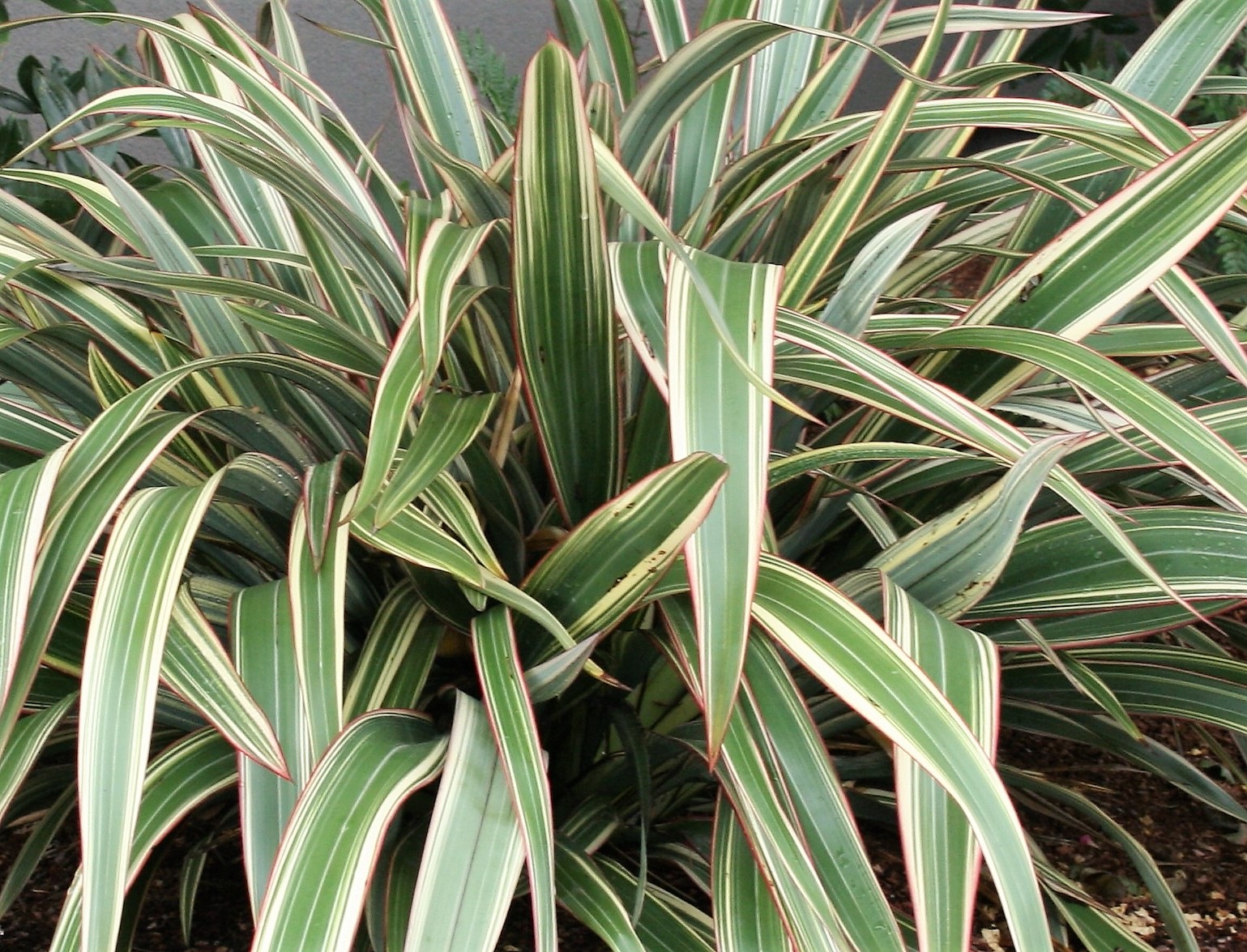 HOW TO GROW PHORMIUM COLENSOI 'TRICOLOUR' |The Garden of Eaden