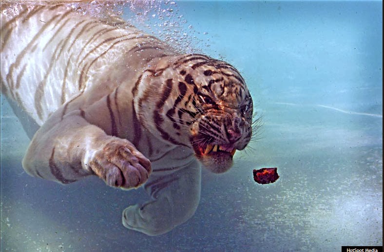 Four legged friends (and enemies): Amazing pictures of 600-pound white ...