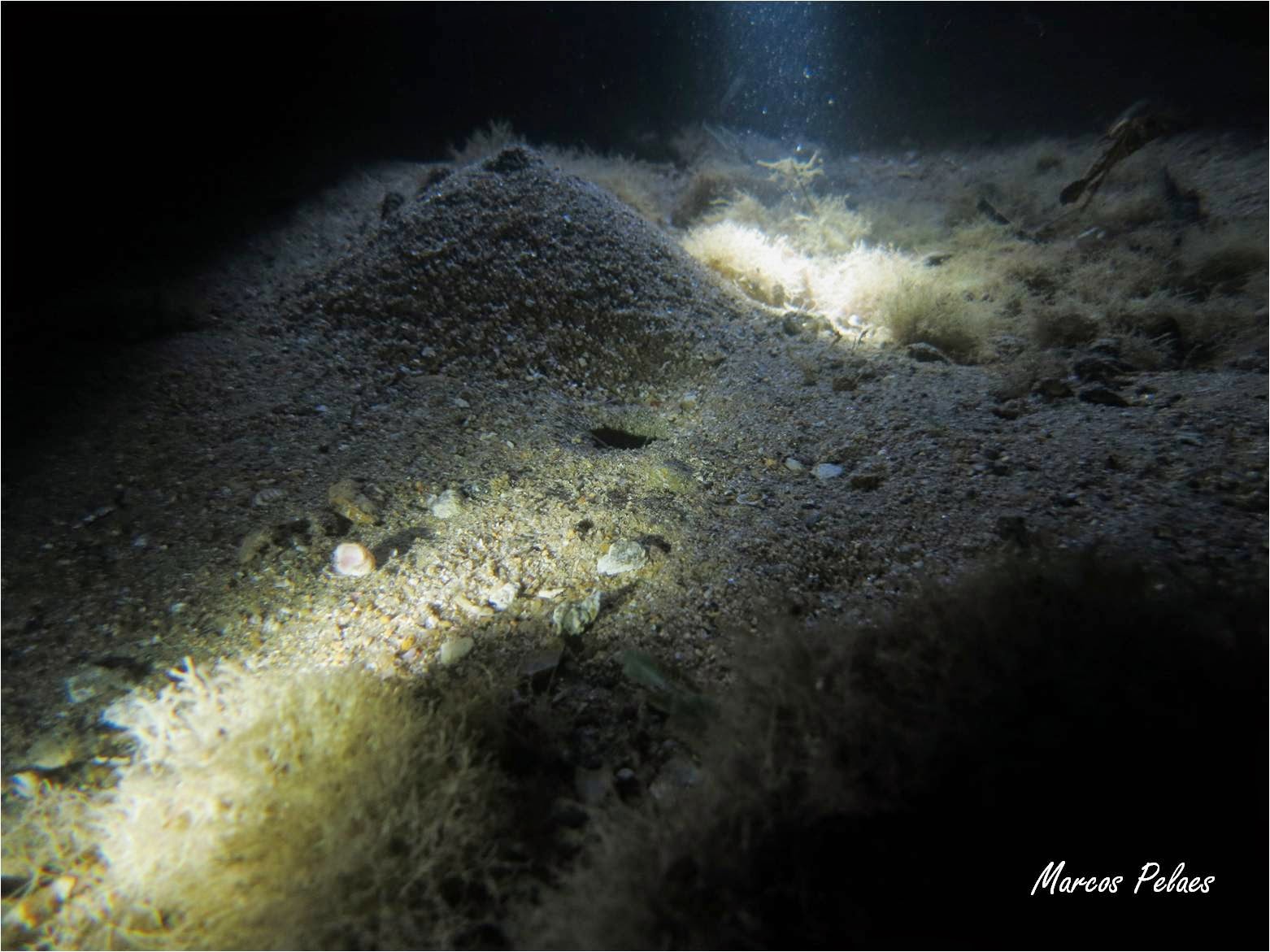 Hidrofilia: Curso de Mergulho Noturno (Night Dive)