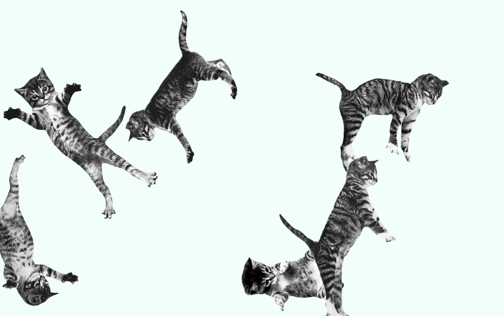 Wallpaper Free Download: Cat Bounce