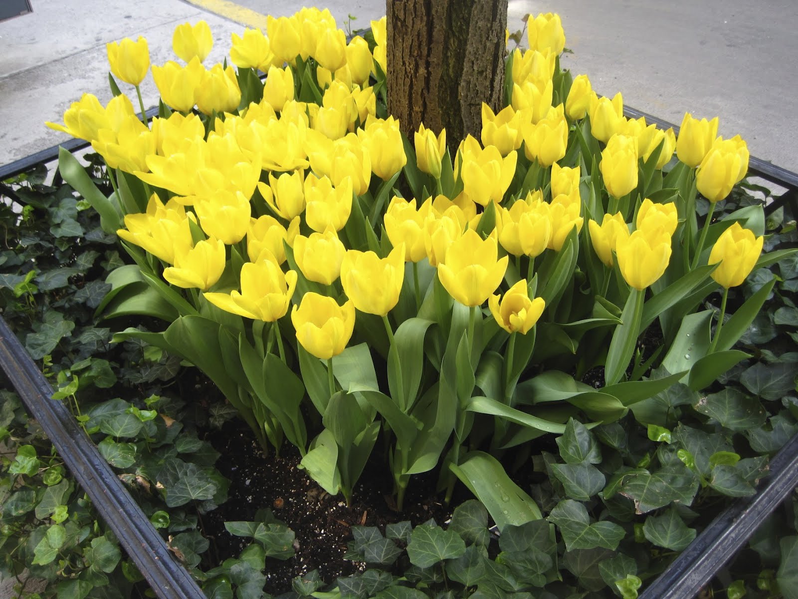 Garden Bytes from the Big Apple: terrific tree pits!