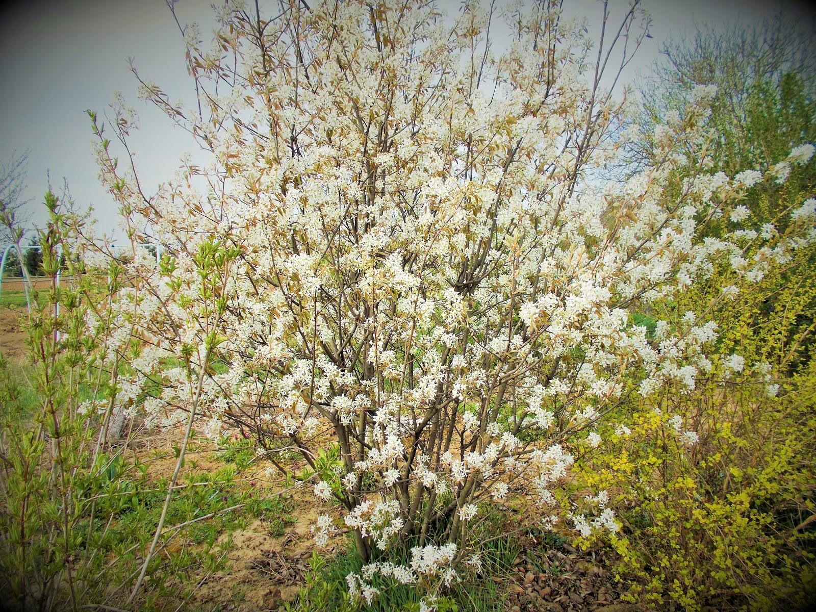 Csodás kertem: Cserjék a kertemben