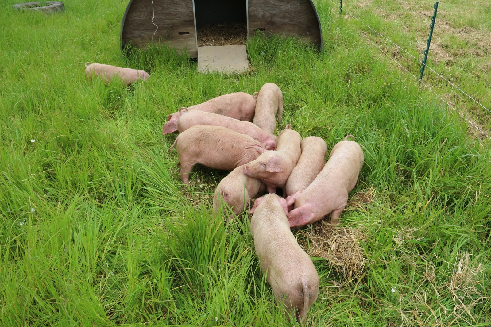 Musings from Higher Downgate and Elsewhere: Nos nouveaux porcs sont ...