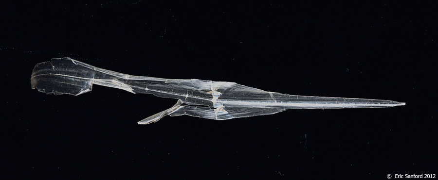 The Natural History of Bodega Head: Pigments and pens