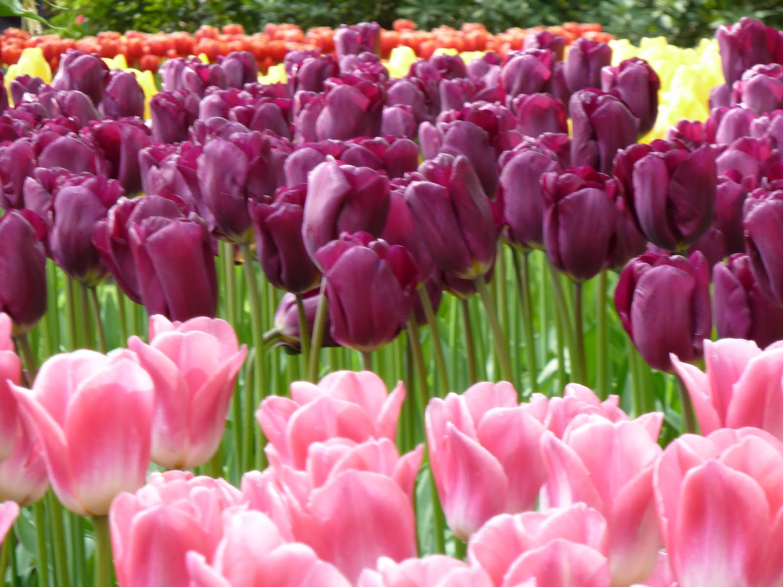 versailles: Keukenhof, Taman Surga Bunga