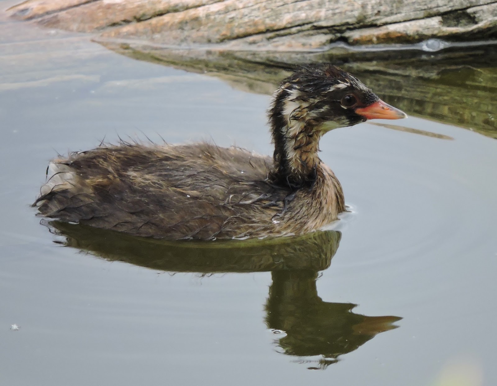 Blog del Màrius Domingo, Ca la Gallineta: Pollets.