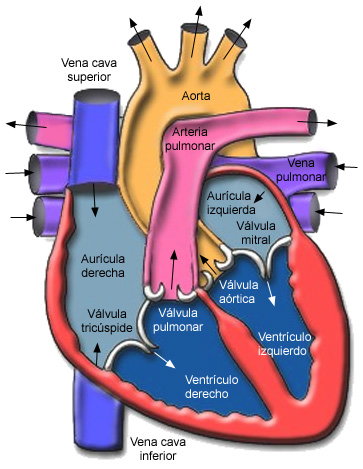 IMAGENES: EL CORAZON Y SUS PARTES