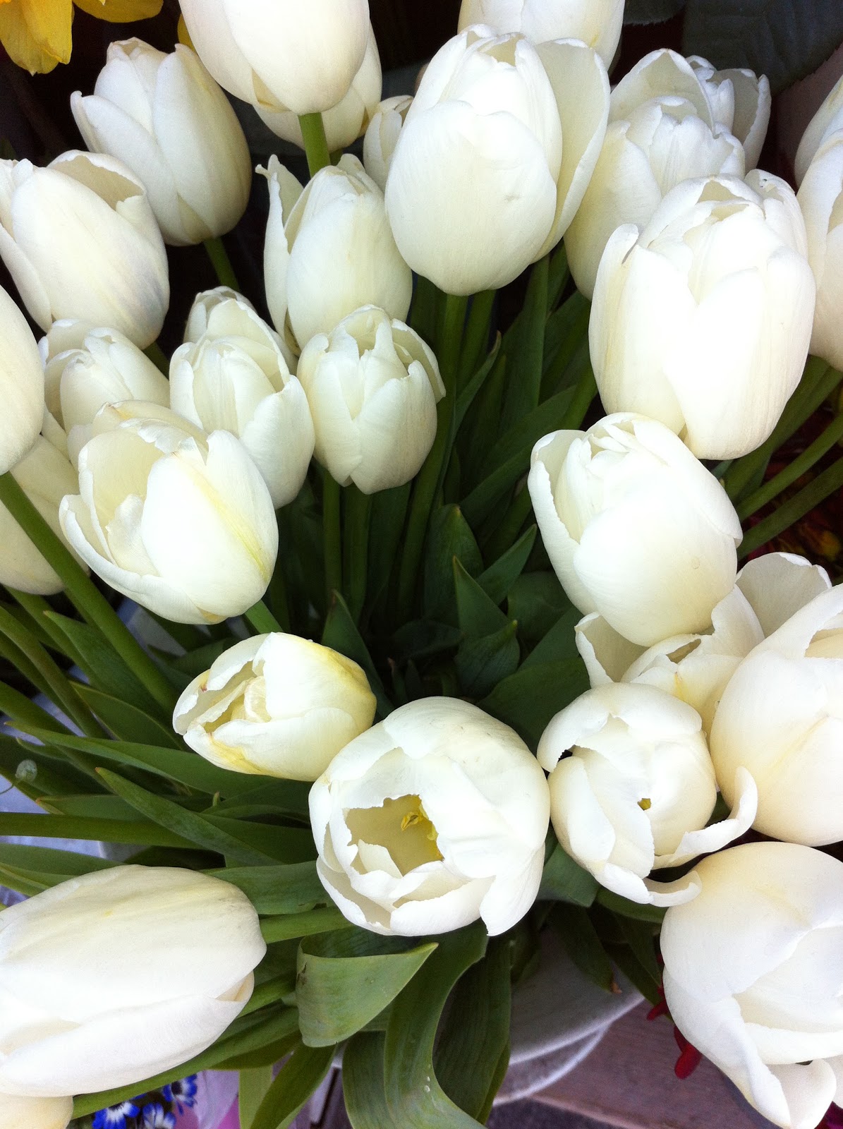 amatorcegezi: BAHAR MUJDECISI CICEKLER